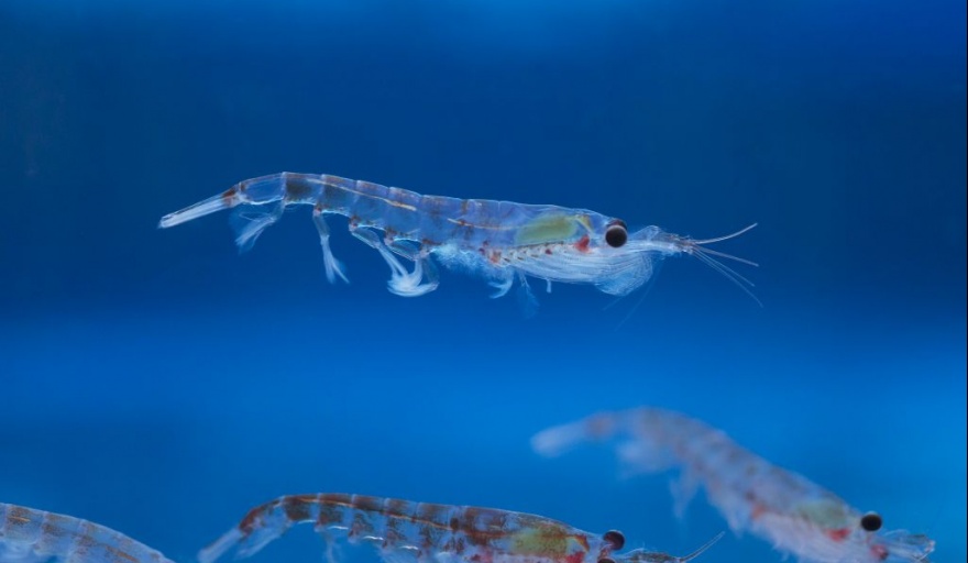 Alertan que la producción de salmón está poniendo en riesgo la biodiversidad de la Antártida ...